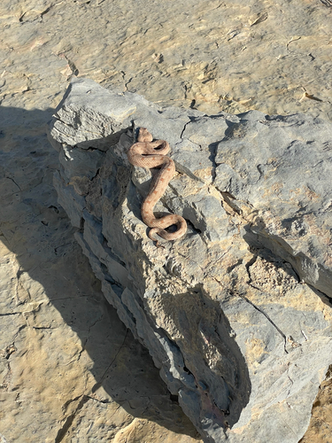 Persian Horned Viper (Pseudocerastes persicus) - Snakes and Lizards