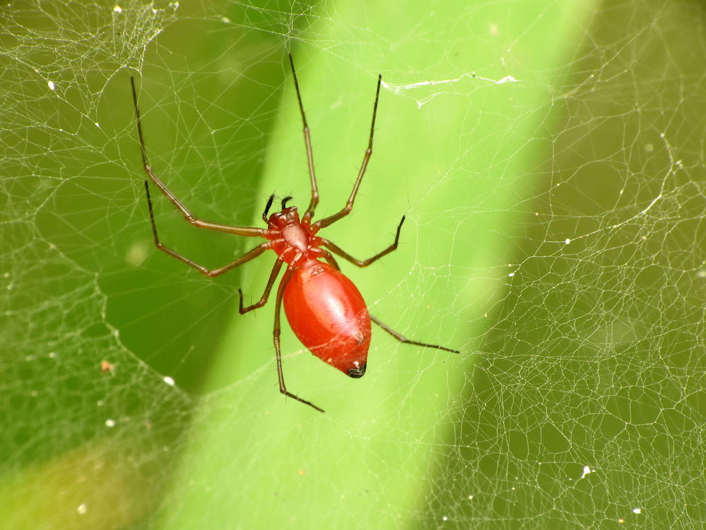 Black-tailed Red Sheetweaver (Emerald Coast Spiders) · iNaturalist