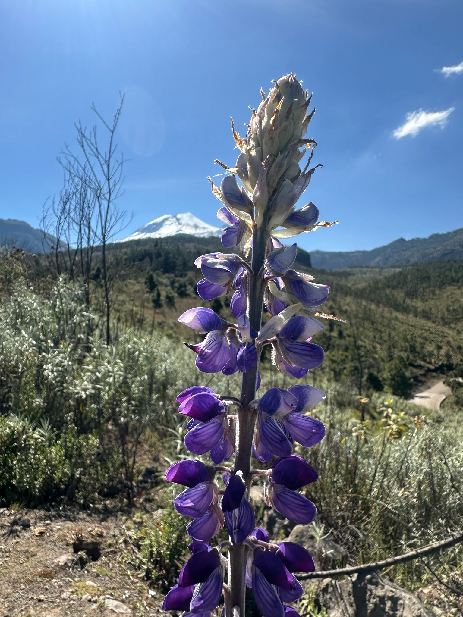 iNaturalisting in Mexico's Journal · iNaturalist