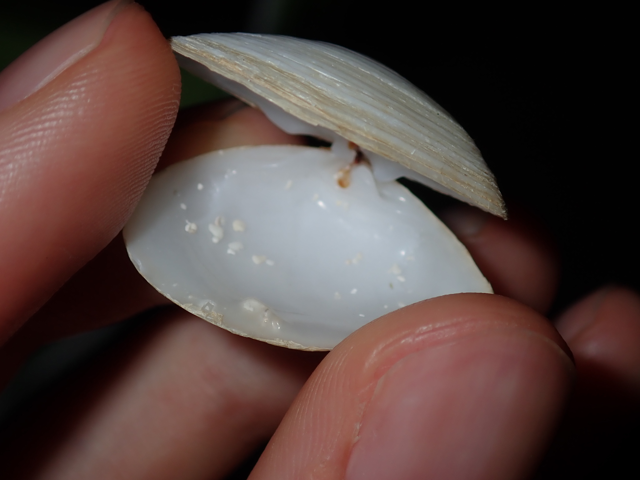 Atactodea striata (Gmelin, 1791)