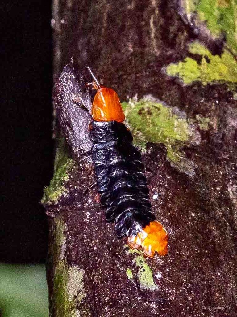 Fireflies in December 2025 by caleidoskopable · iNaturalist