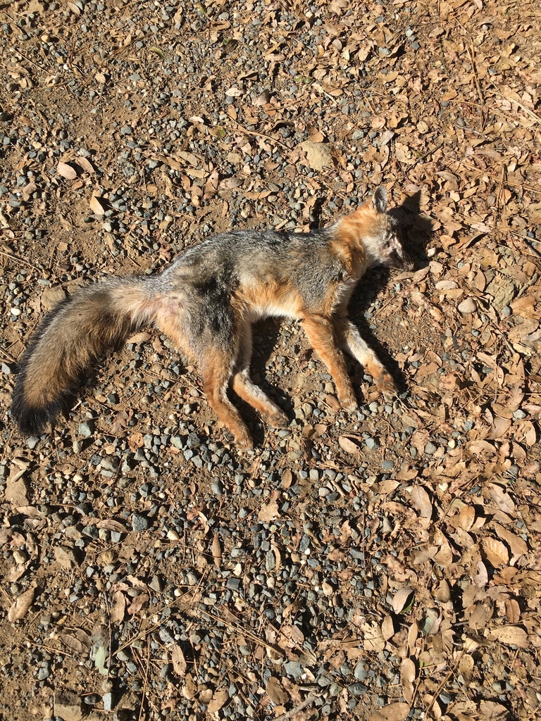 Gray Fox from Bear River Fishing Access, Placer County, US-CA, US on ...
