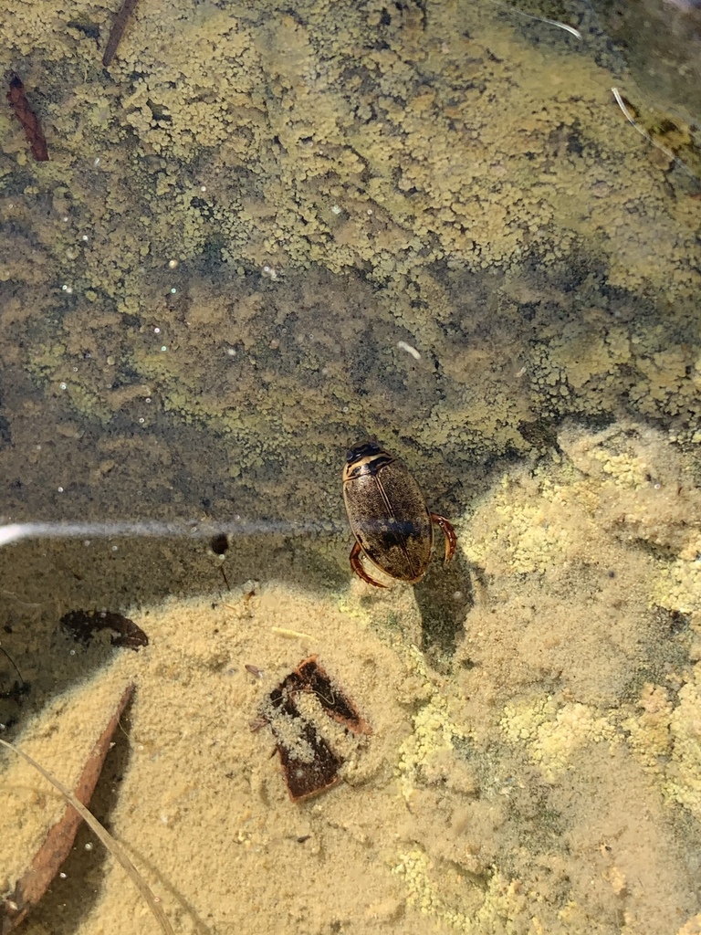 Mottled Diving Beetle from McKinney Falls State Park, Austin, TX, US on ...