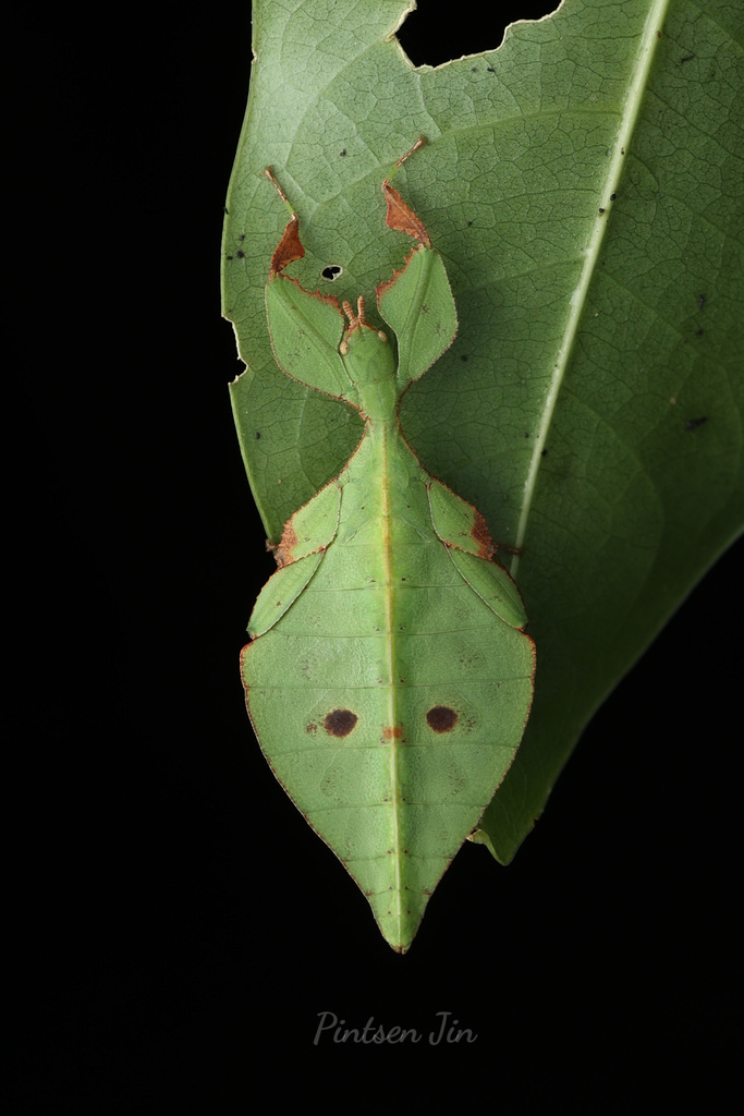 Cryptophyllium parum in January 2026 by Pin-Tsen JIN. Male Nymph ...
