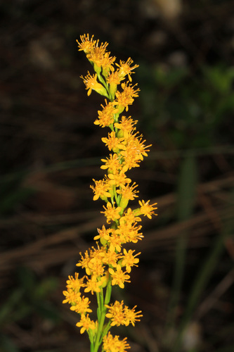 Pine Barren Bog Goldenrod (Solidago stricta) · iNaturalist