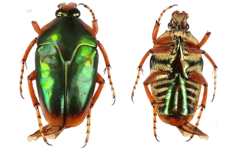 Lomaptera xanthopyga · iNaturalist