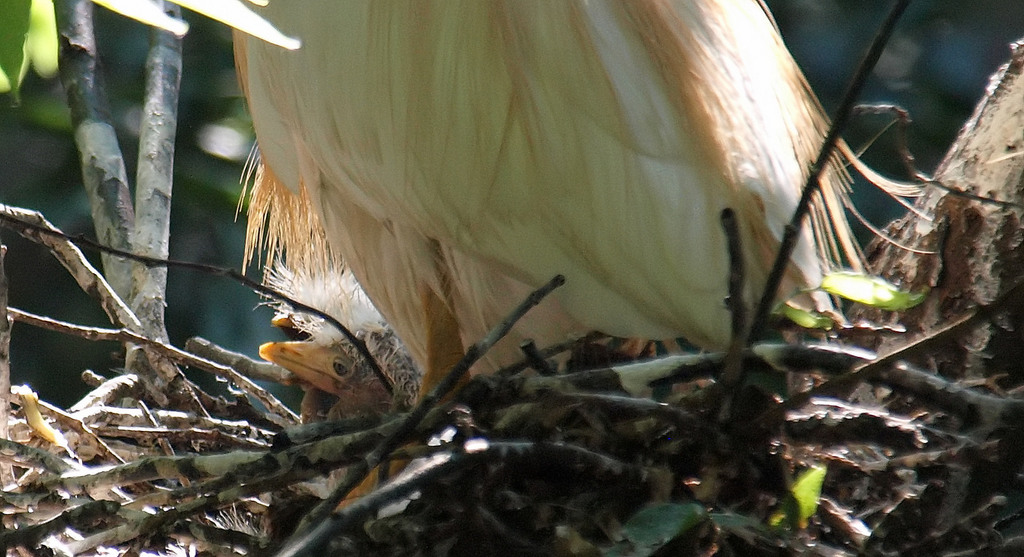 Western Cattle Egret from Dallas, TX, USA on June 30, 2016 at 09:25 AM ...