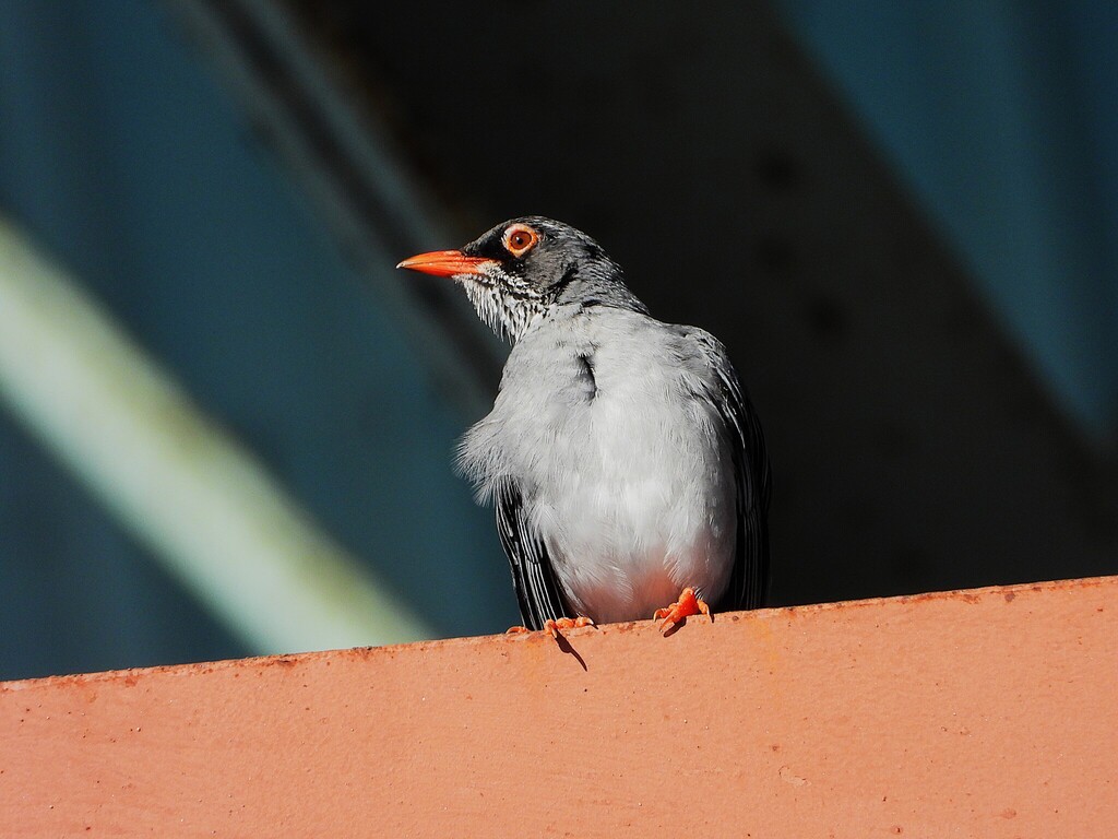 Eastern Red-legged Thrush from Santurce, San Juan, Puerto Rico on ...
