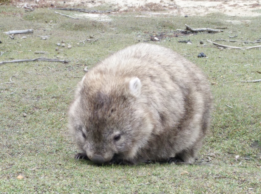 Bare-nosed Wombats (Vombatus) - Know Your Mammals