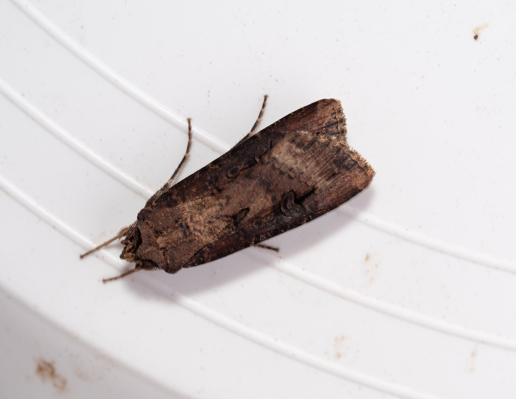 Ipsilon Dart Moth from Springs Junction 7895, New Zealand on January 6 ...