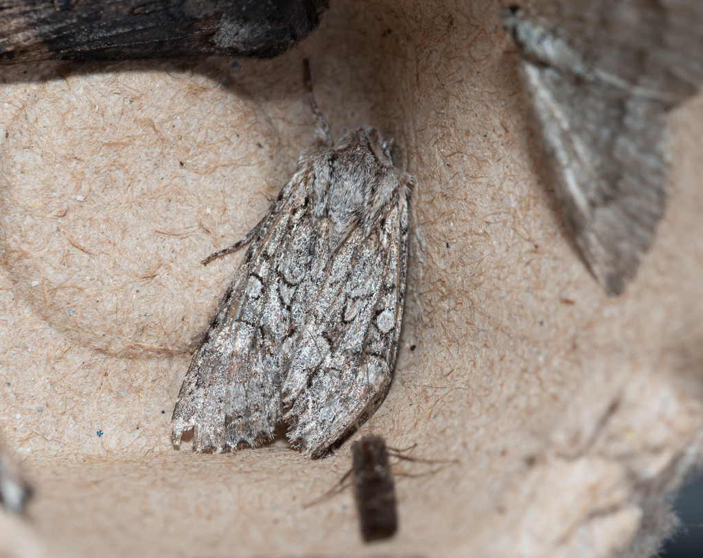 New Zealand Cutworm from Springs Junction 7895, New Zealand on January ...