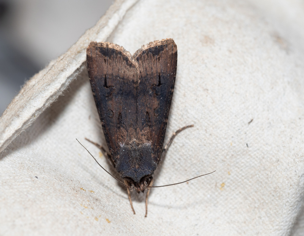 Ipsilon Dart Moth from Springs Junction 7895, New Zealand on January 06 ...