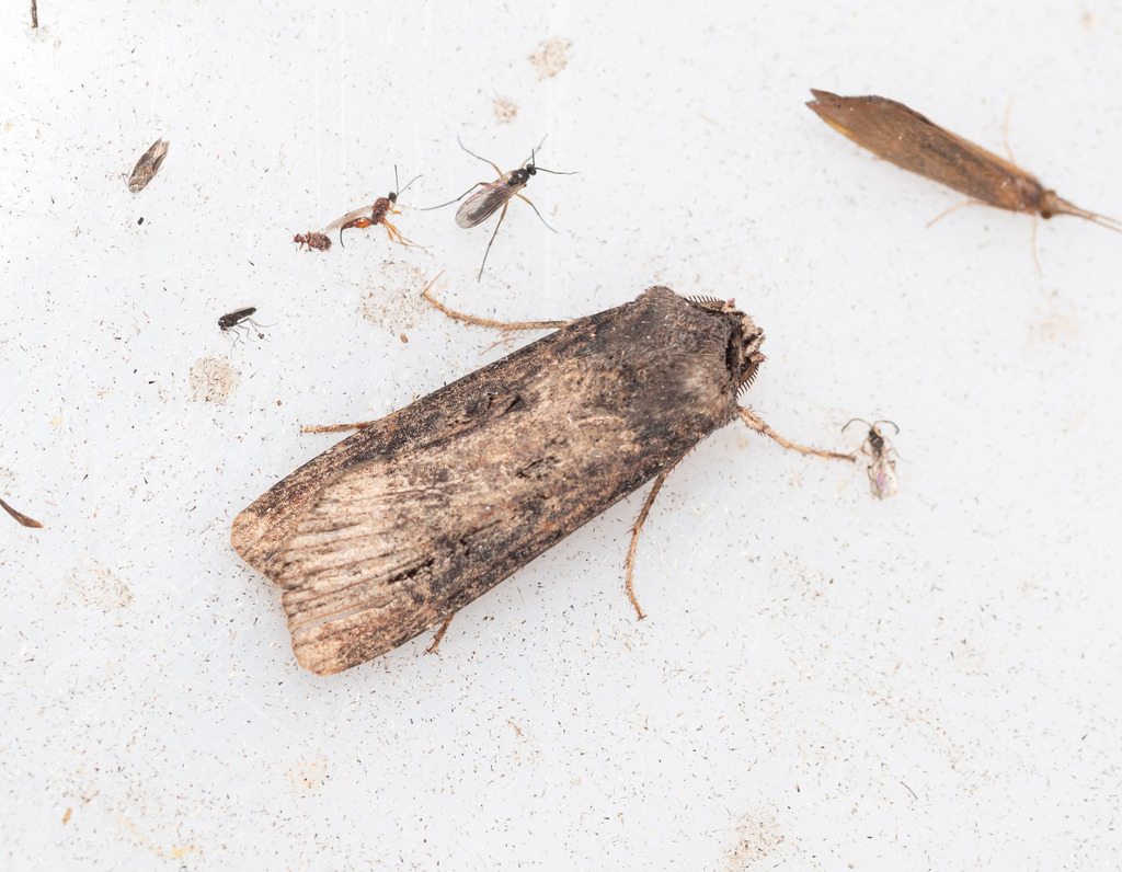 Ipsilon Dart Moth from Springs Junction 7895, New Zealand on January 06 ...