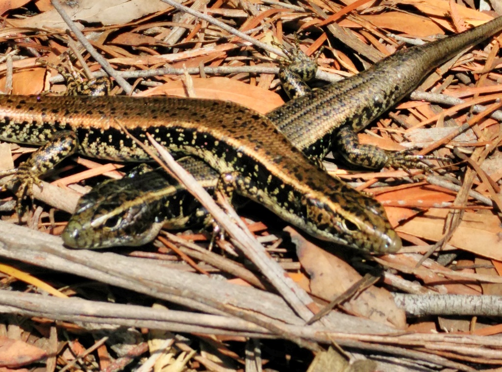 Eastern Water Skink from Sydney, New South Wales, Australia on ...