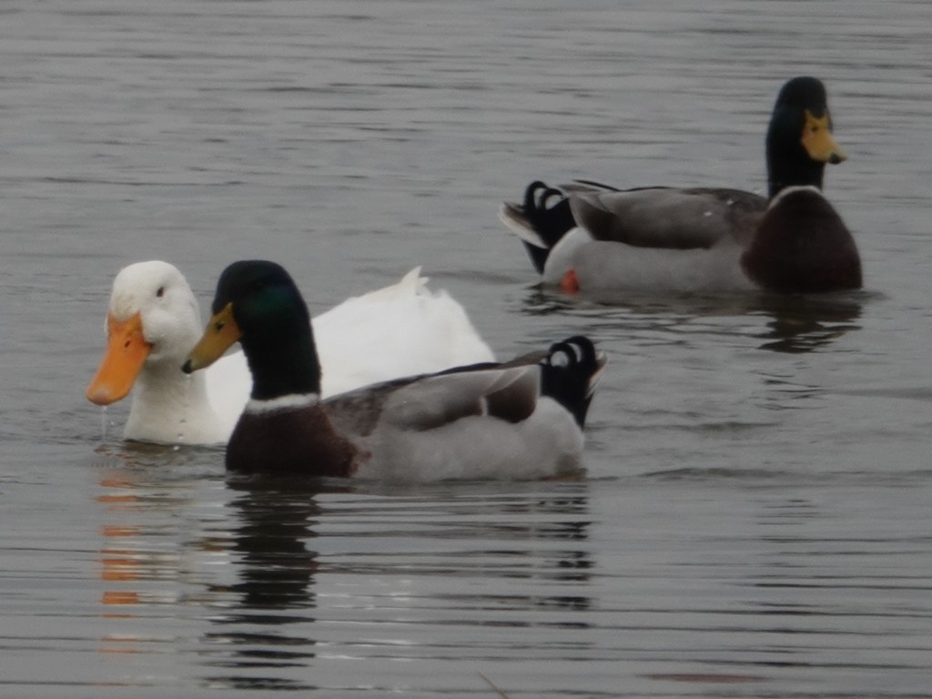 Mallard from Denton, TX, USA on January 30, 2020 by kaf213. This ...