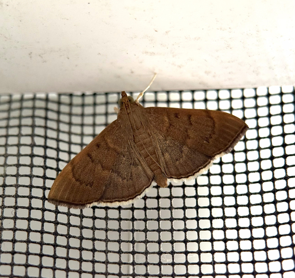 Omiodes in January 2026 by Aparna. Caterpillar: https://www.inaturalist ...