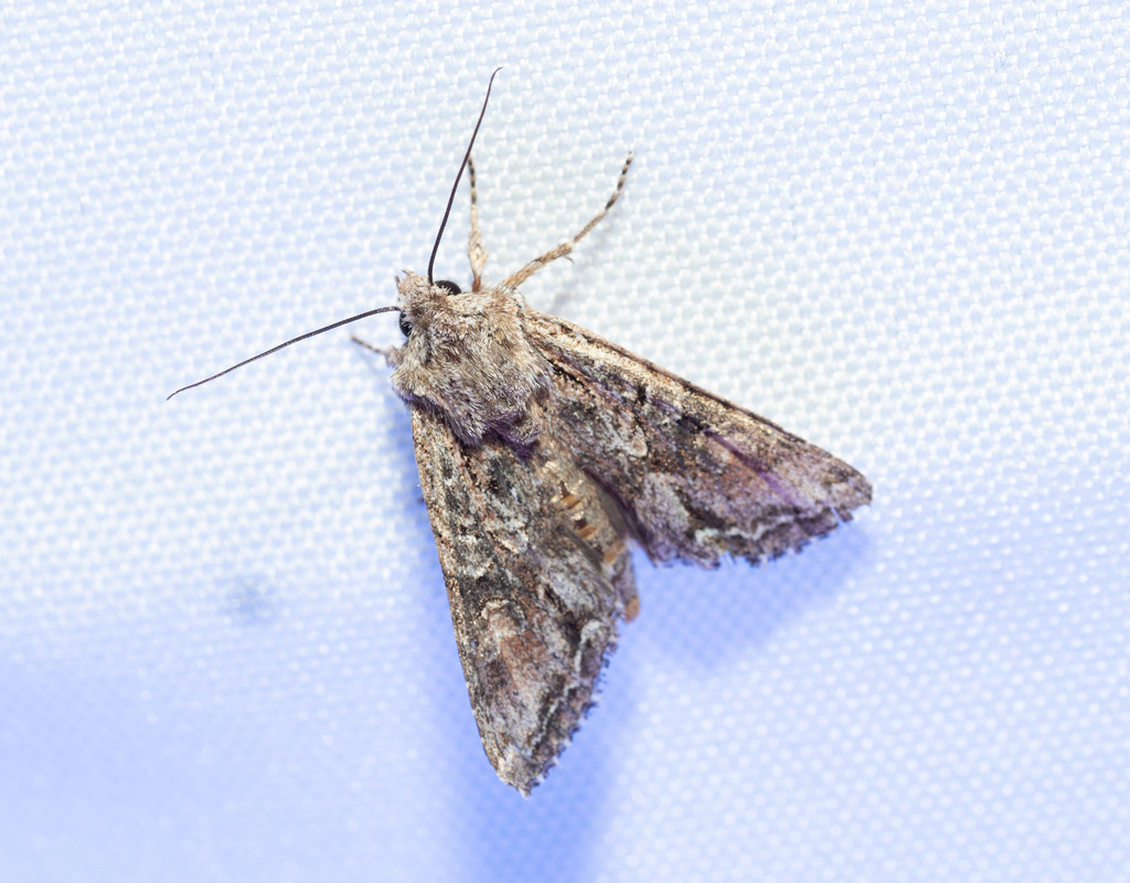 New Zealand Cutworm from Springs Junction 7895, New Zealand on January ...