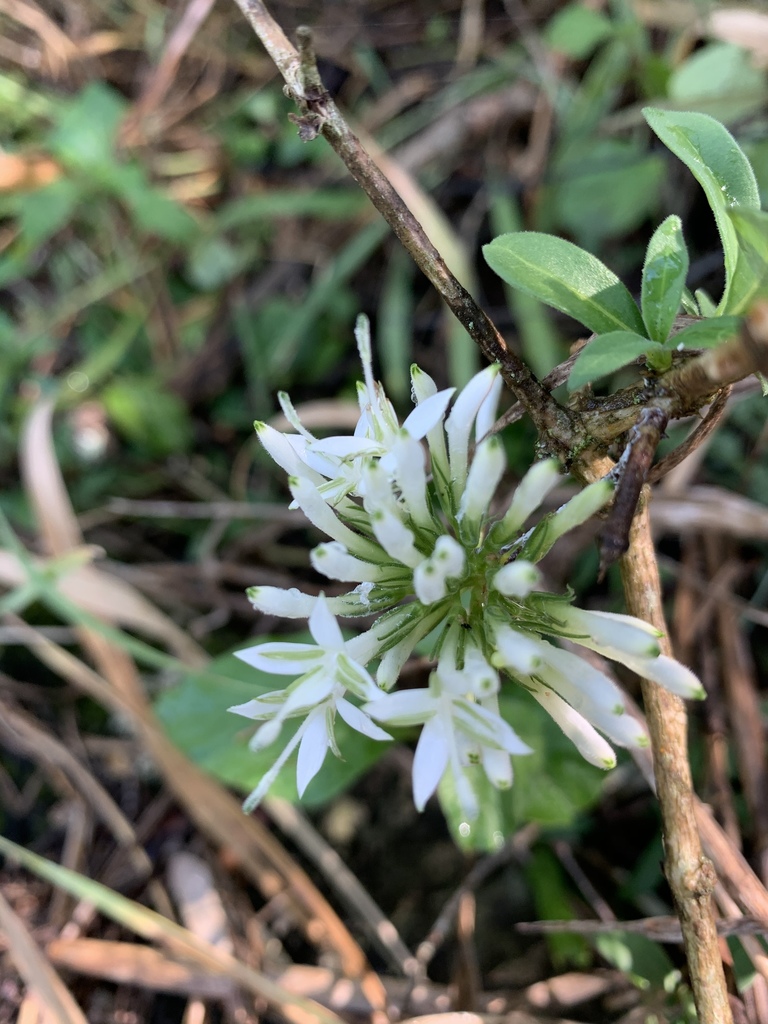 Dwarf Bride's Bush from MP, ZA on January 5, 2020 at 09:00 AM by Troos ...