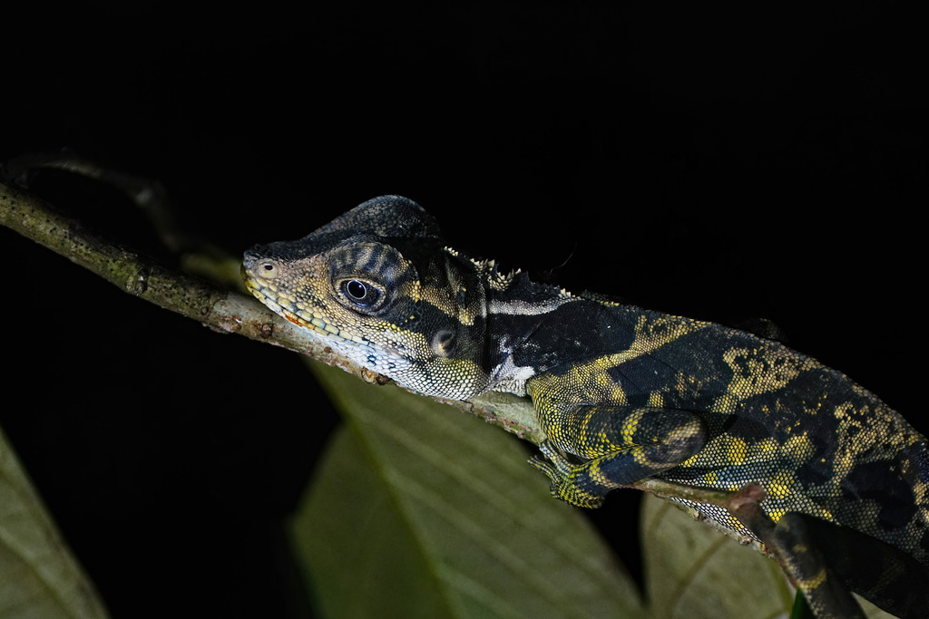 Malayan Crested Lizard from 马来西亚沙巴拉瑙 on July 28, 2025 at 08:19 PM by ...