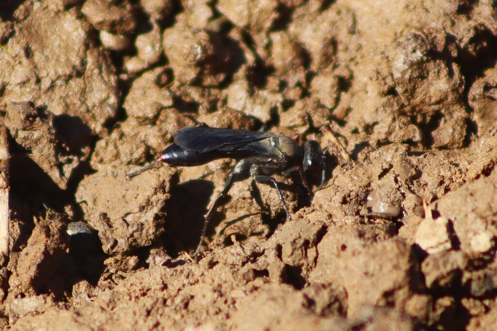 Sphex from Cacadu, ZA-EC, ZA on January 11, 2026 at 09:06 AM by rynoe ...