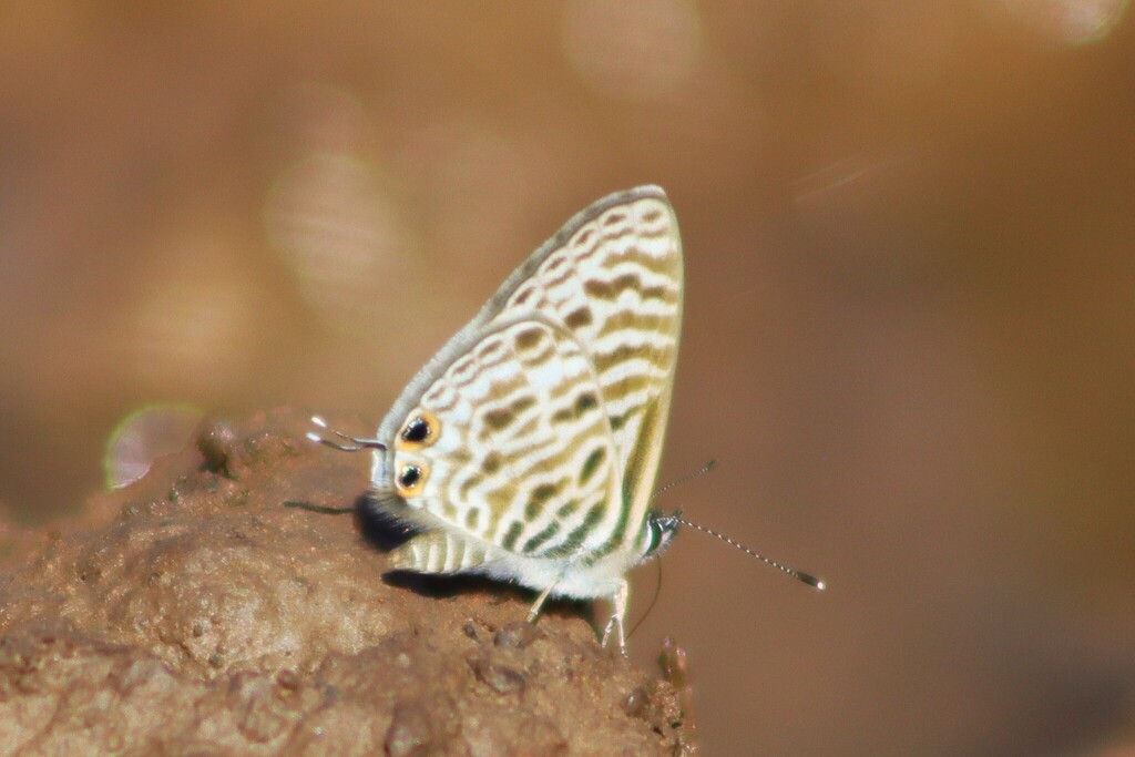 Common Zebra Blue Complex from Cacadu, ZA-EC, ZA on January 11, 2026 at ...