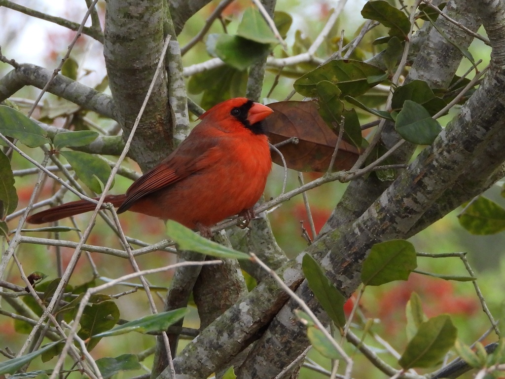 Northern Cardinal from Eldridge / West Oaks, Houston, TX, USA on ...