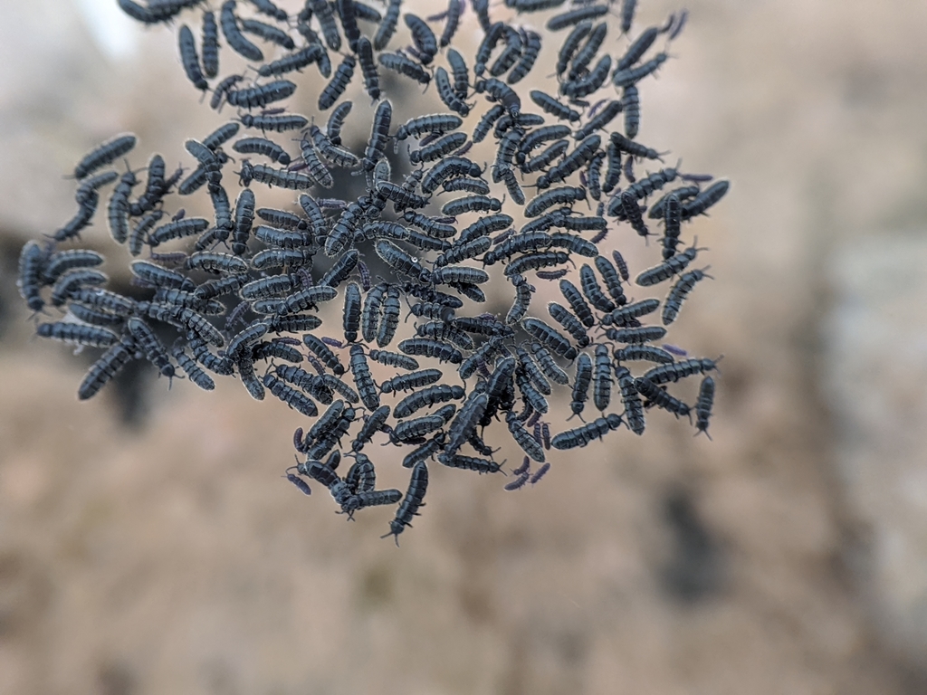 Antarctic springtail from Antarctica on February 02, 2020 at 09:57 AM ...