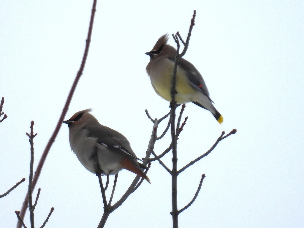 Bohemian Waxwing from Clous Rd, Michigan 49649, USA on January 4, 2026 ...