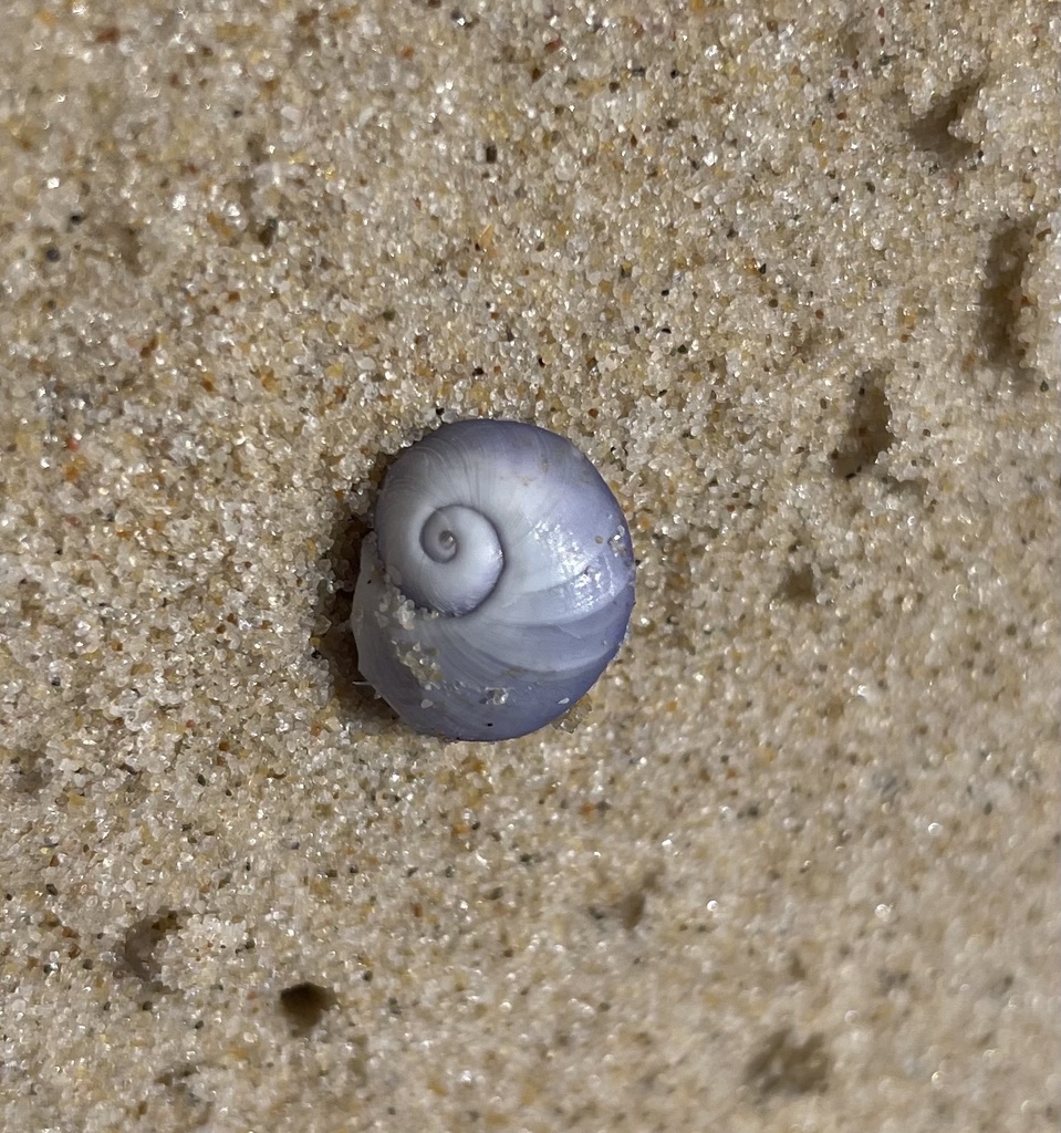 Violet Sea Snail from Mermaid Beach, Mermaid Beach, AU on January 8 ...