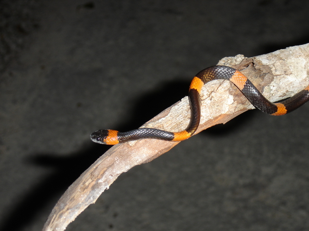 Snail-eating Thirst Snake from Felipe Carrillo Puerto, Quintana Roo ...