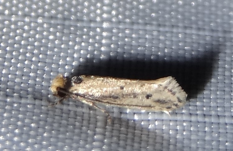 Dark-collared Tinea Moth (Pat Mayse WMA Invertebrates) · iNaturalist