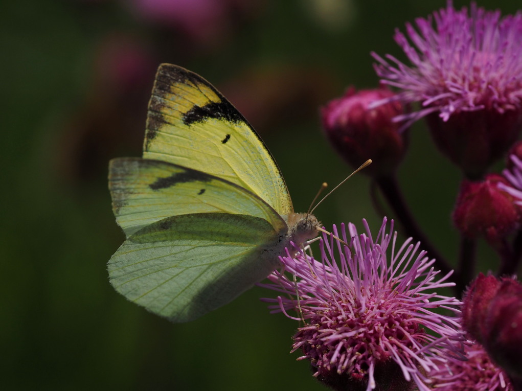 Teracolus subfasciatus Swainson, 1833