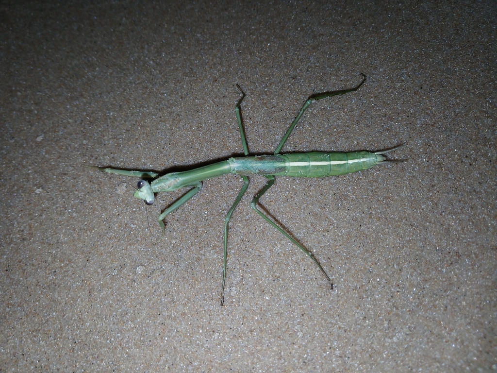 Mallee Grass Mantis from Port Noarlunga SA 5167, Australia on January ...