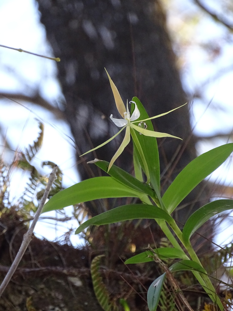 Night Scented Orchid in November 2014 by Bruce Holst · iNaturalist