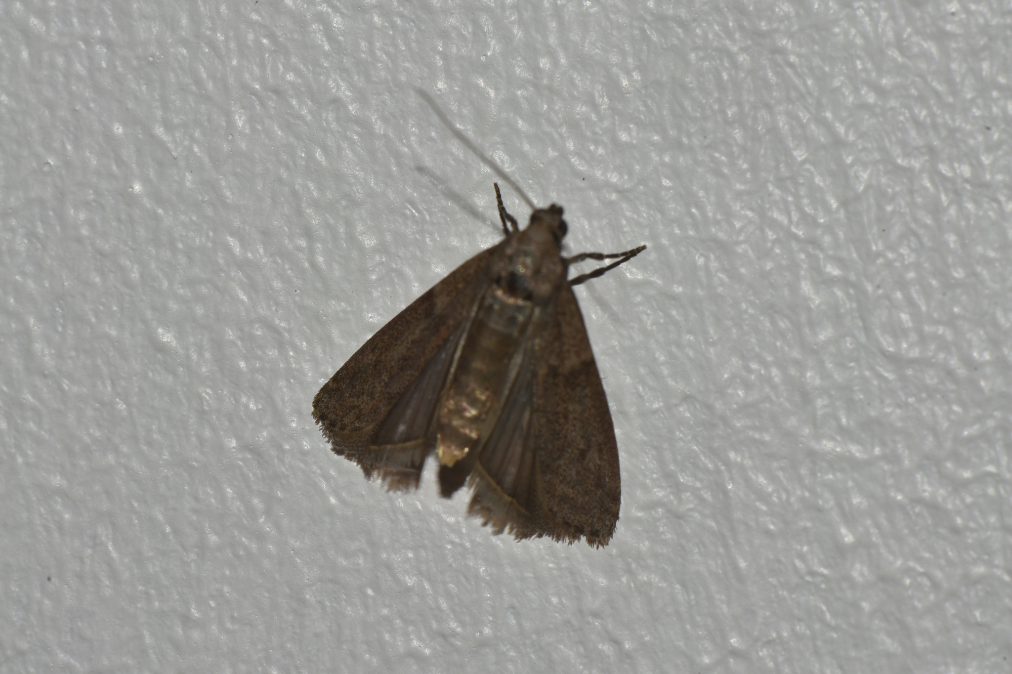Cadra cautella (Walker, 1863)
