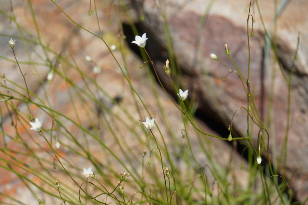 slender diamond flower from Castle Gorge, Magaliesberg, North West ...