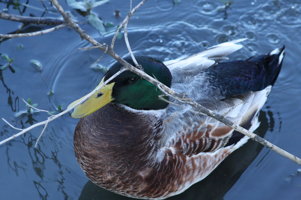 Domestic Mallard from Sugar Land, TX, USA on January 2, 2026 at 11:15 ...