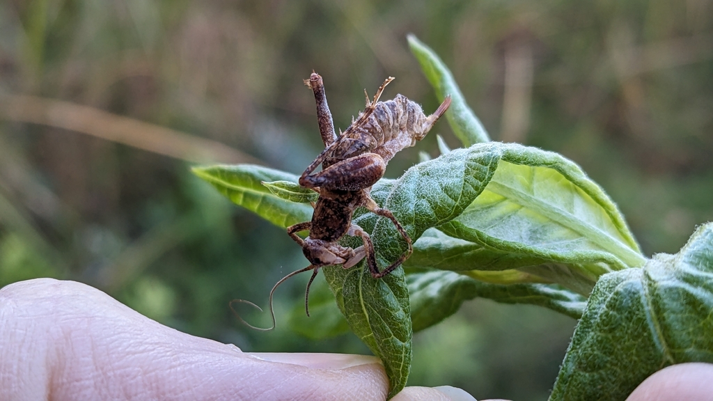 Entomophaga grylli from Santa Cruz Riverwalk, Along the Leevee, Santa ...