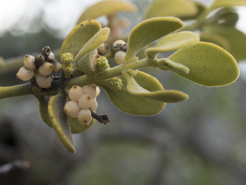 American Mistletoe from Chico, CA, USA on January 24, 2016 at 01:52 PM ...