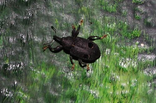 Heilus myops · iNaturalist