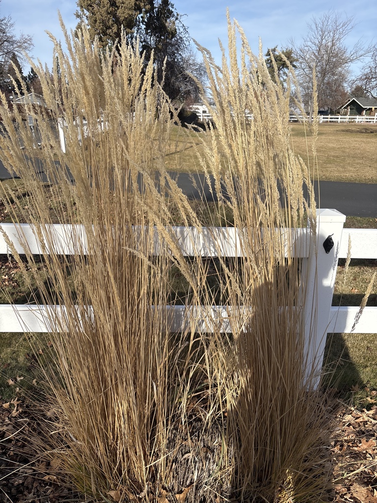 Grasses from NW Rimrock Dr, Redmond, OR, US on January 11, 2026 at 01: ...