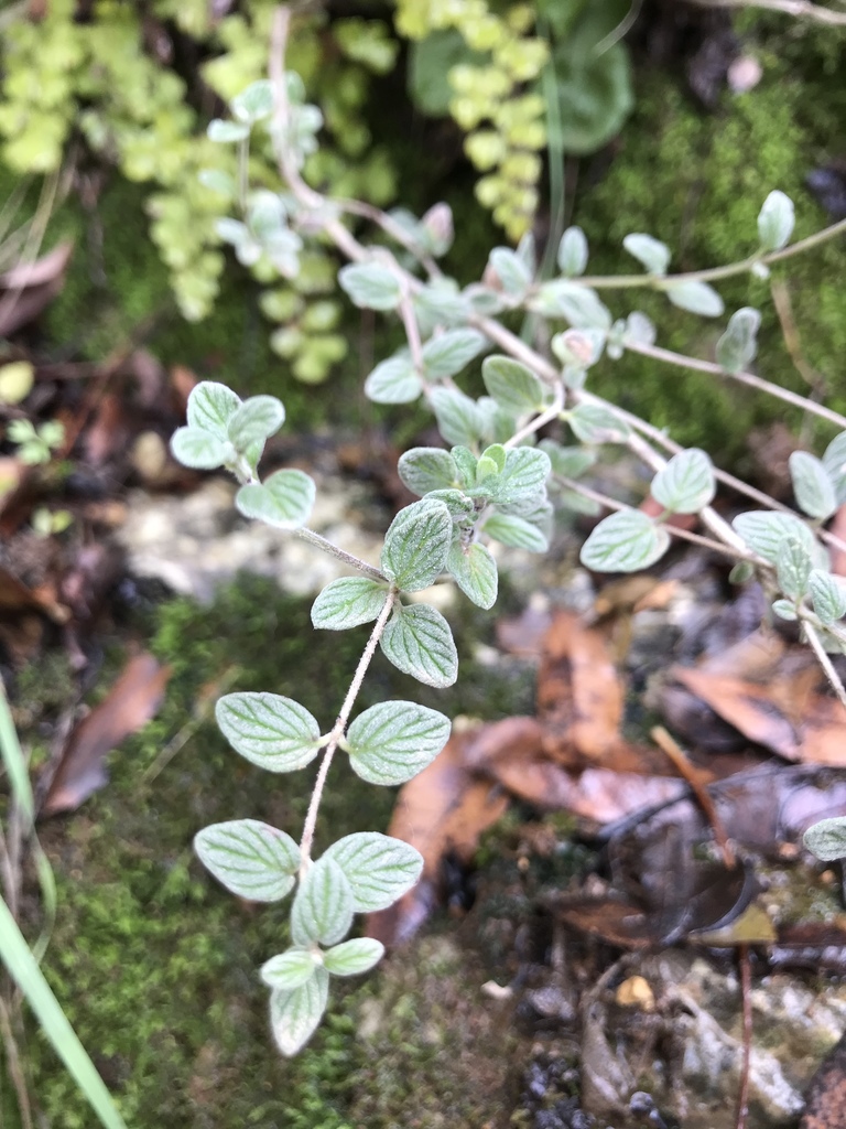 Syrian oregano (Origanum syriacum) - Botanical Realm
