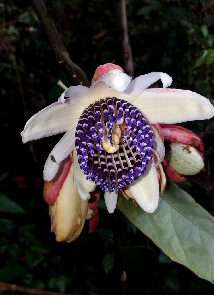 Passiflora riparia from Porto Acre - AC, 69921-000, Brasil on January 9 ...