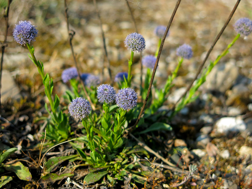Section Globularia · iNaturalist