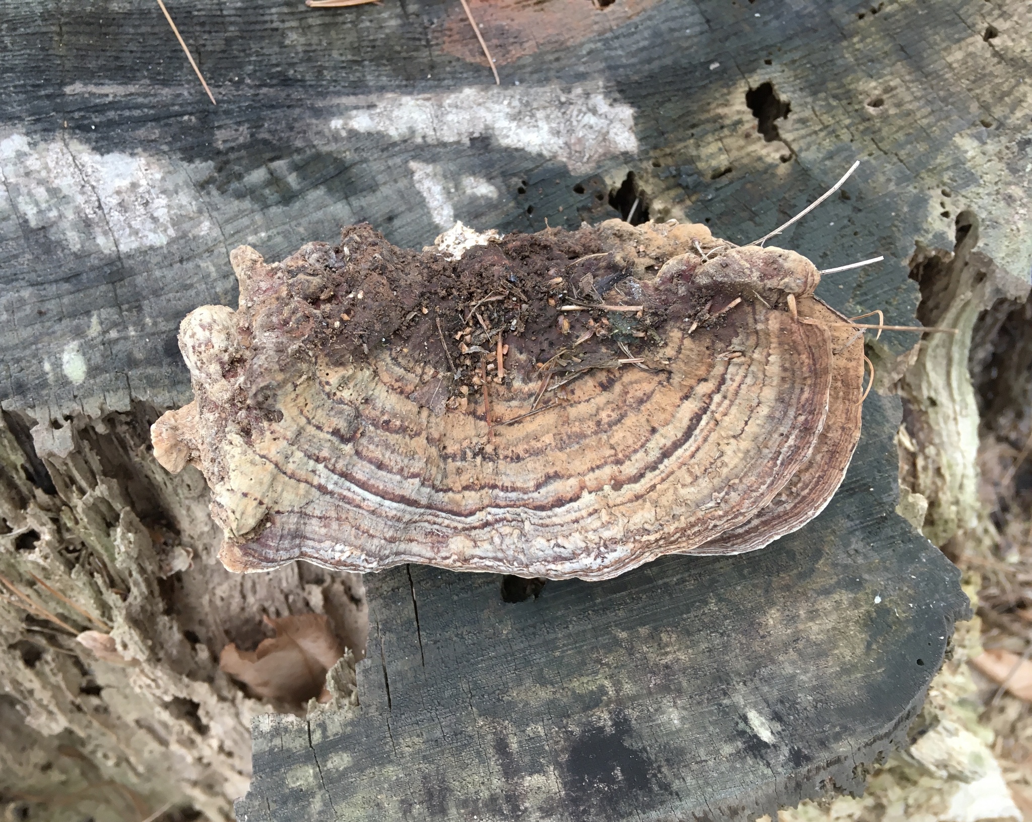 Heterobasidion irregulare Garbel. & Otrosina