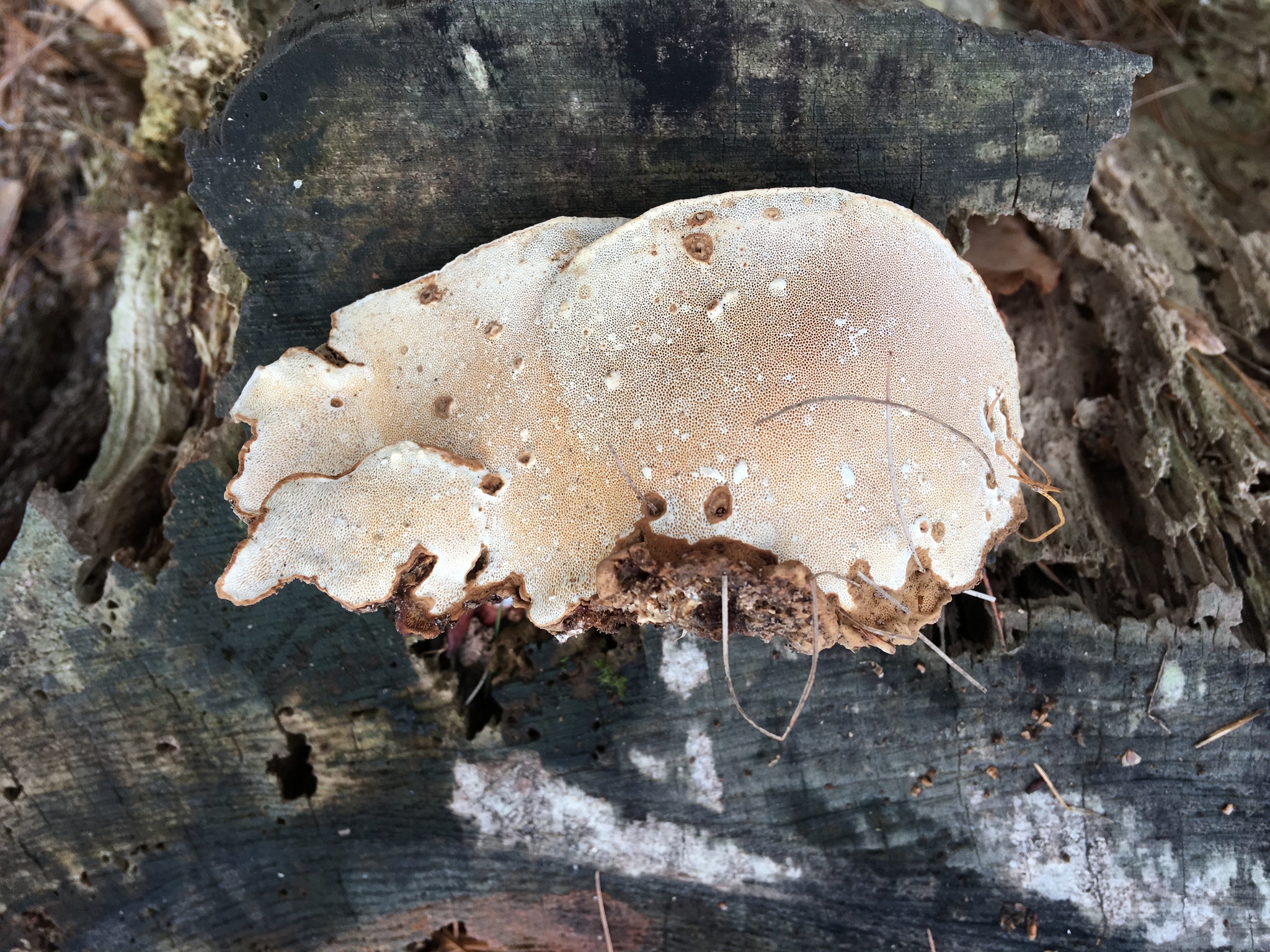 Heterobasidion irregulare Garbel. & Otrosina