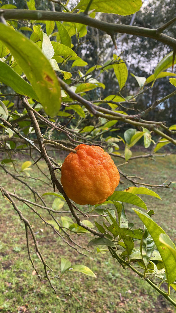 rough lemon from Von Solms Street, Greyton, Western Cape, ZA on August ...