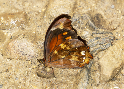 Mygona thammi · iNaturalist United Kingdom