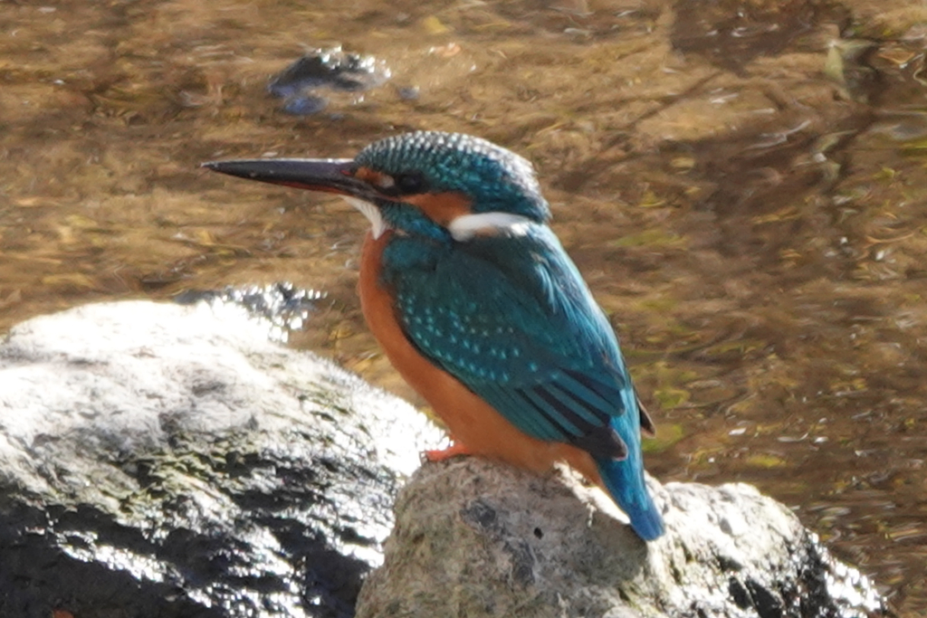 Oriental Common Kingfisher from Haramachida 1-Chōme, Machida, Tokyo, JP ...