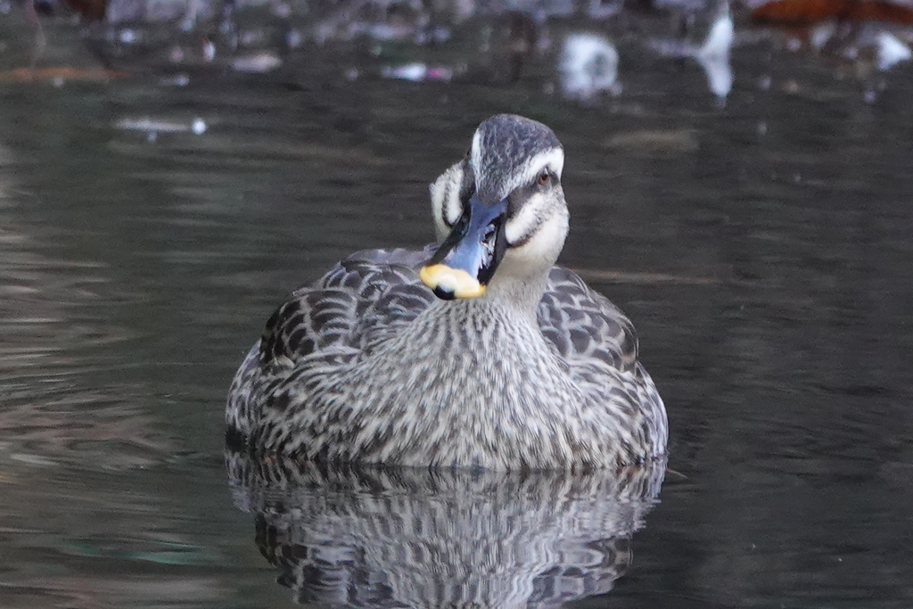 Eastern Spot-billed Duck from Haramachida 5-Chōme, Machida, Tokyo, JP ...